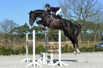 Dominator 2000 Z @Equimedic