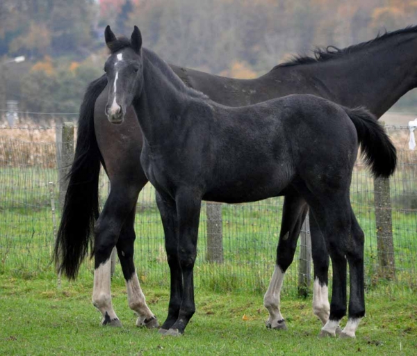 Carlito Z - Chellano Z x Air Jordan Z - Equimedic