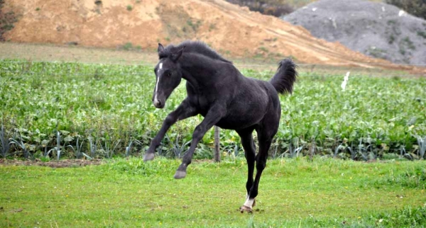 Carlito Z - Chellano Z x Air Jordan Z - Equimedic