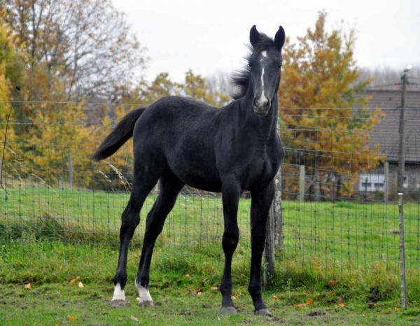 Carlito Z - Chellano Z x Air Jordan Z - Equimedic