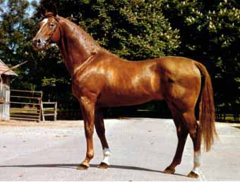 Carlito Z - Chellano Z x Air Jordan Z - Equimedic